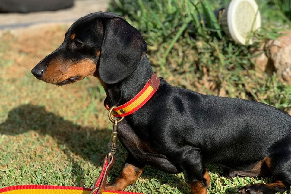 El collar perfecto para tu perro – LadranGaucho